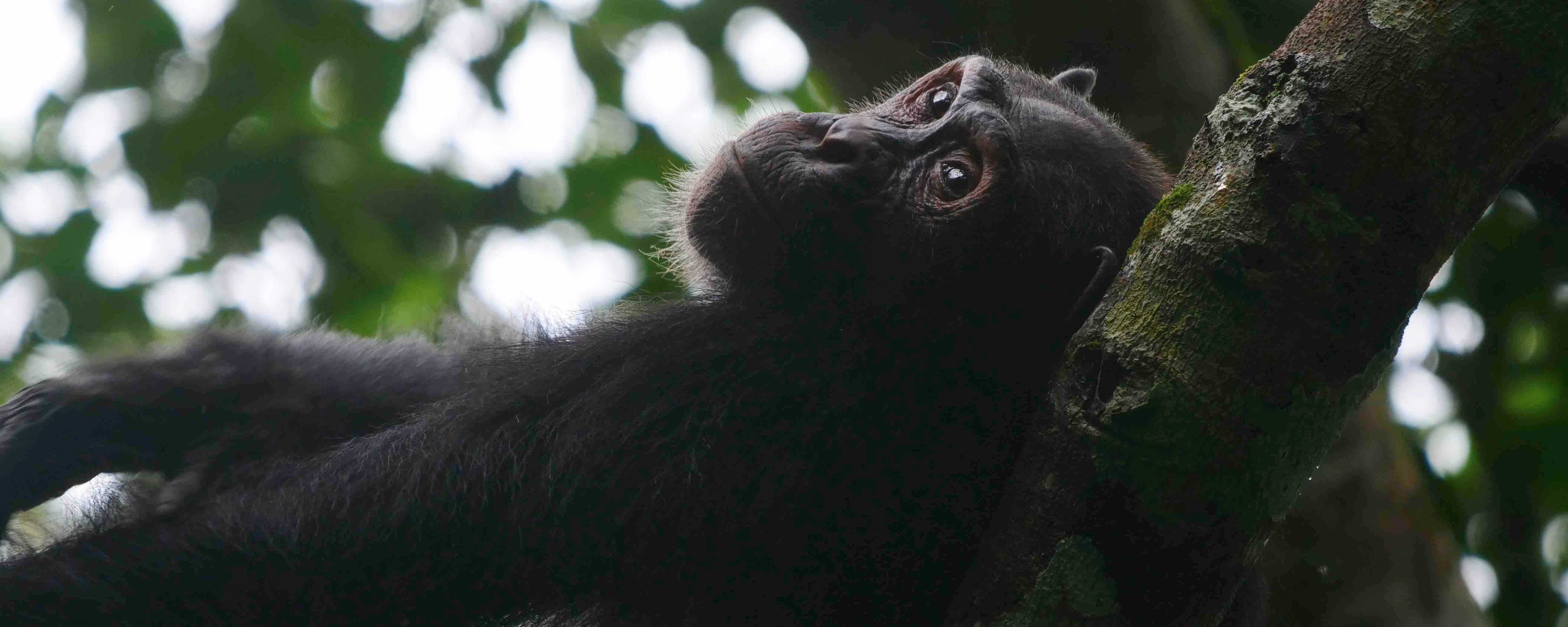Parc national Nouabale-Ndoki - Safaris à la carte